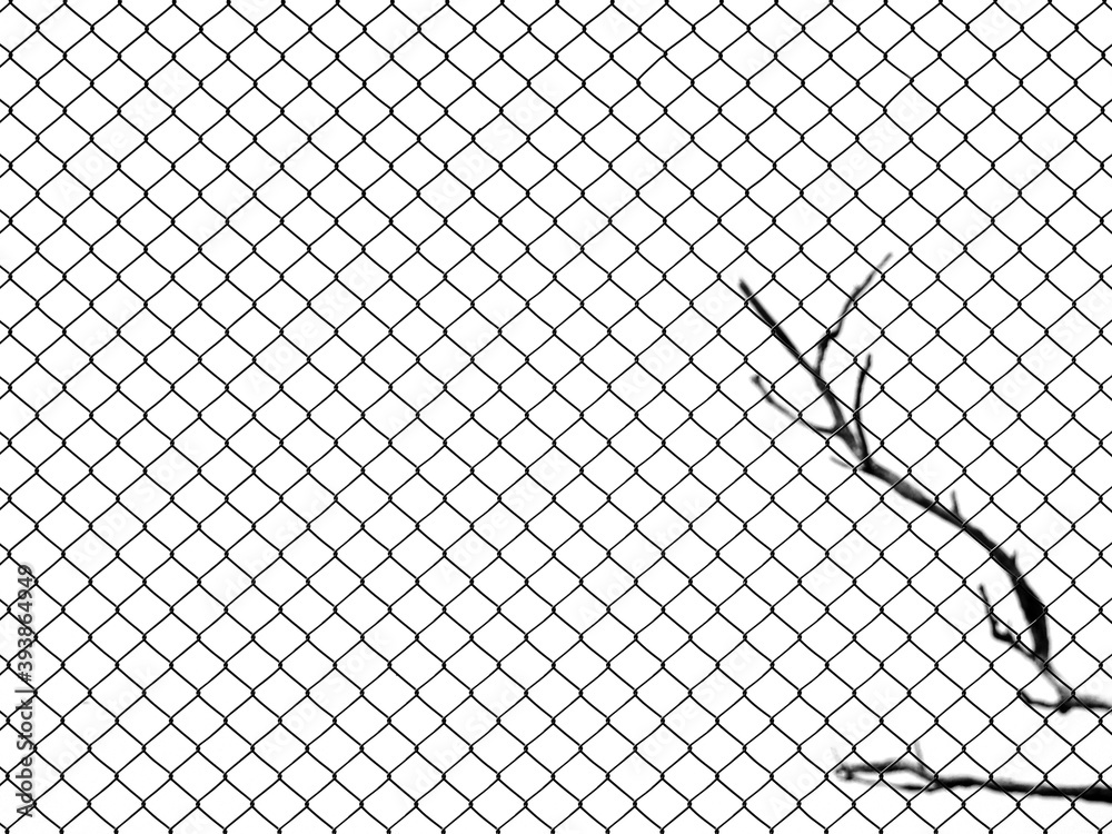 wire mesh of fence with dry branch of tree isolated on white background ...