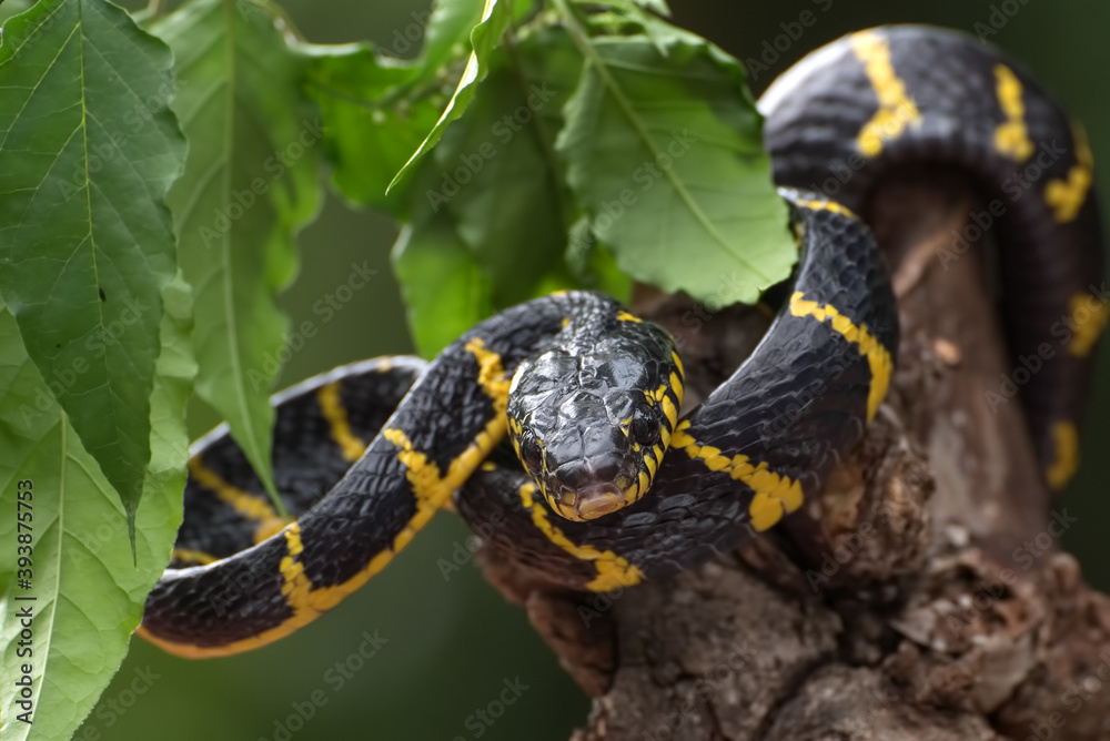 boiga snake dendrophilia in defensive mode, the gold-ringed cat snake ...