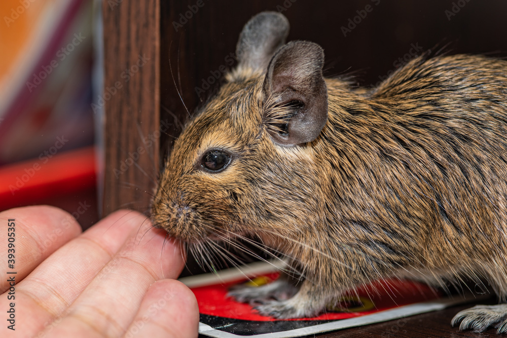 Degu is playing with human fingers. The common degu is a small ...