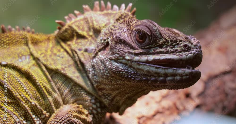Philippine sailfin lizard, crested lizard, sail-fin lizard, sailfin ...