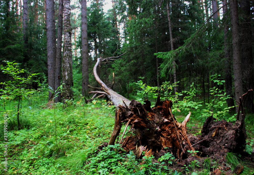 Uprooted tree looks like an ancient lizard in a prehistoric forest ...