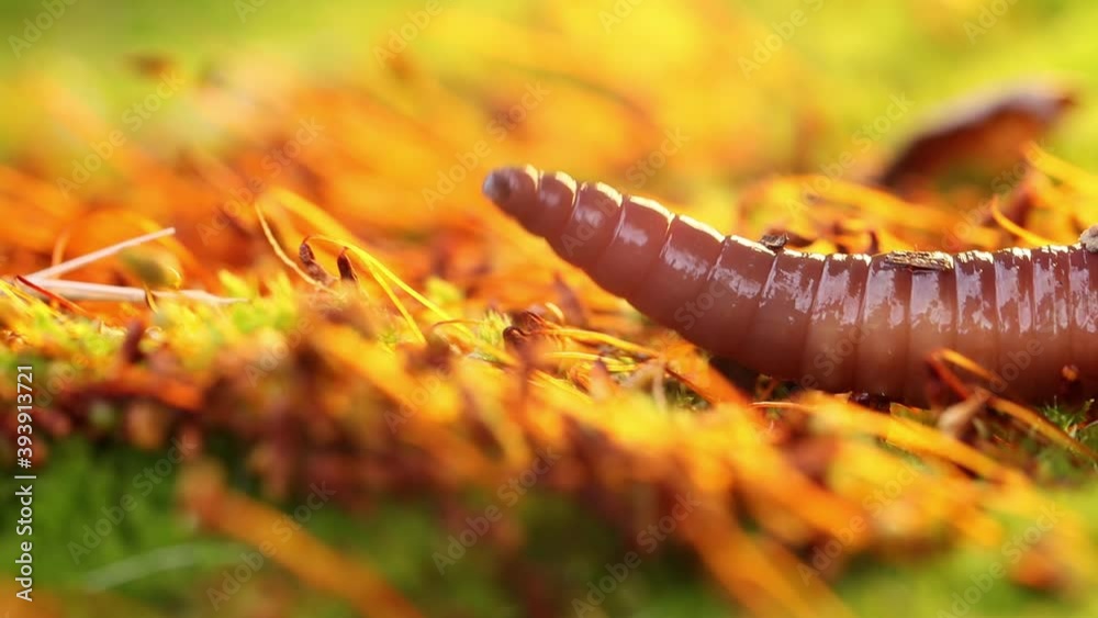 An earthworm is a terrestrial invertebrate that belongs to the class ...