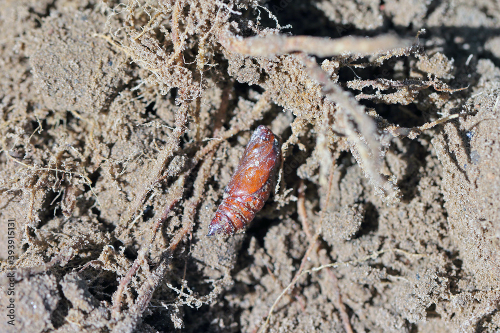 Pupa of the large yellow underwing (Noctua pronuba). It is a moth from ...