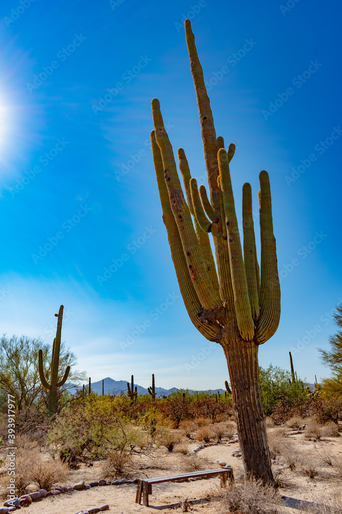 Massive Leaning Saguaro Cactus Overlooks Dry Desert Mountain Landscape ...