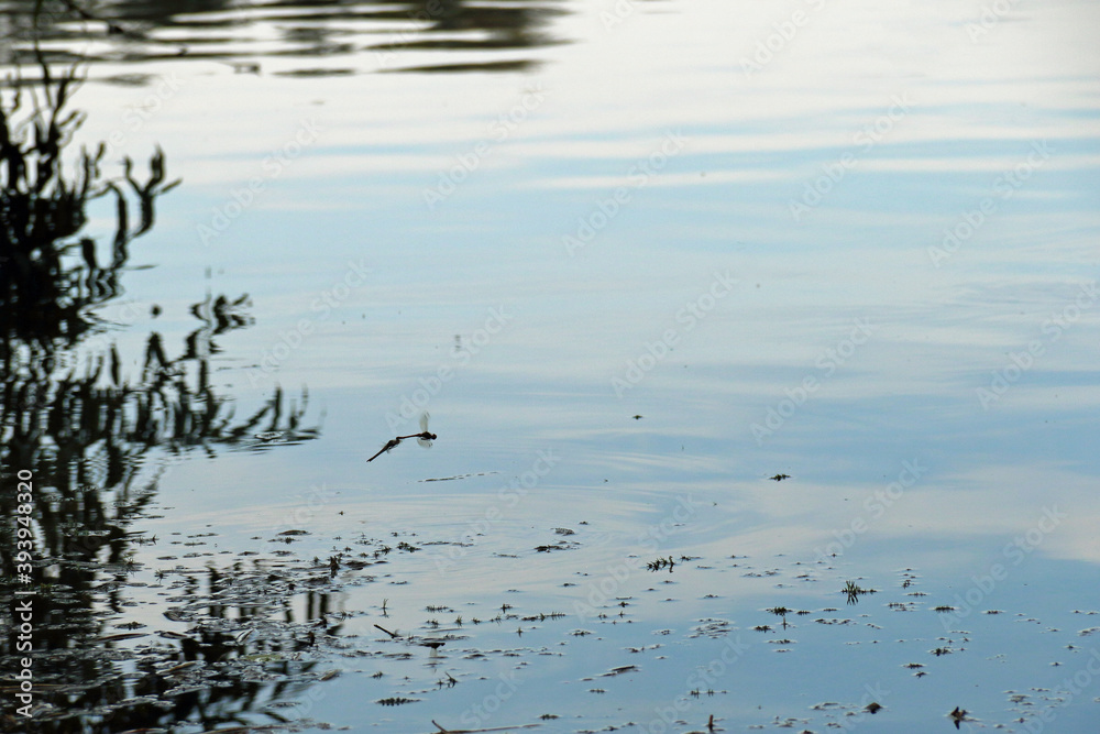 Libelle Stock Photo | Adobe Stock