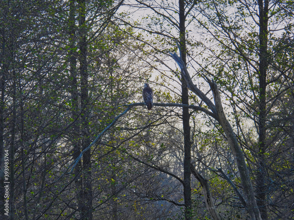Hawk in the forest: Silhouette of a red-tailed hawk bird of prey raptor ...