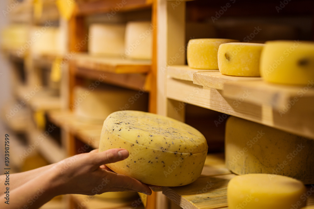 cheese on wooden boards and in the hands of the stages of production of ...