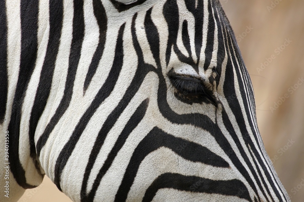 Close-up Portrait Of Zebra Stock Photo | Adobe Stock