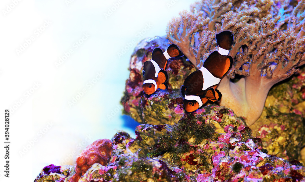 Amphiprion Ocellaris Clownfish - The most popular saltwater fish for ...