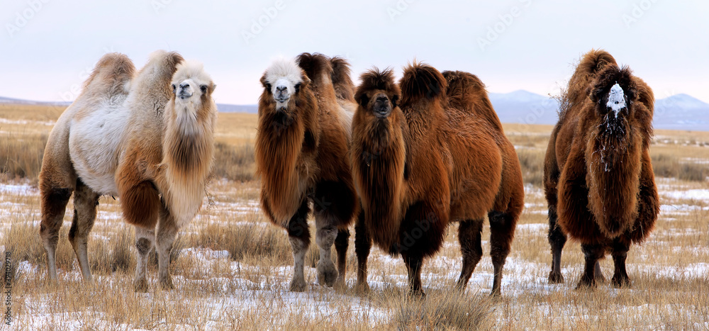 Poster The Bactrian camel, also known as the Mongolian camel, is a ...