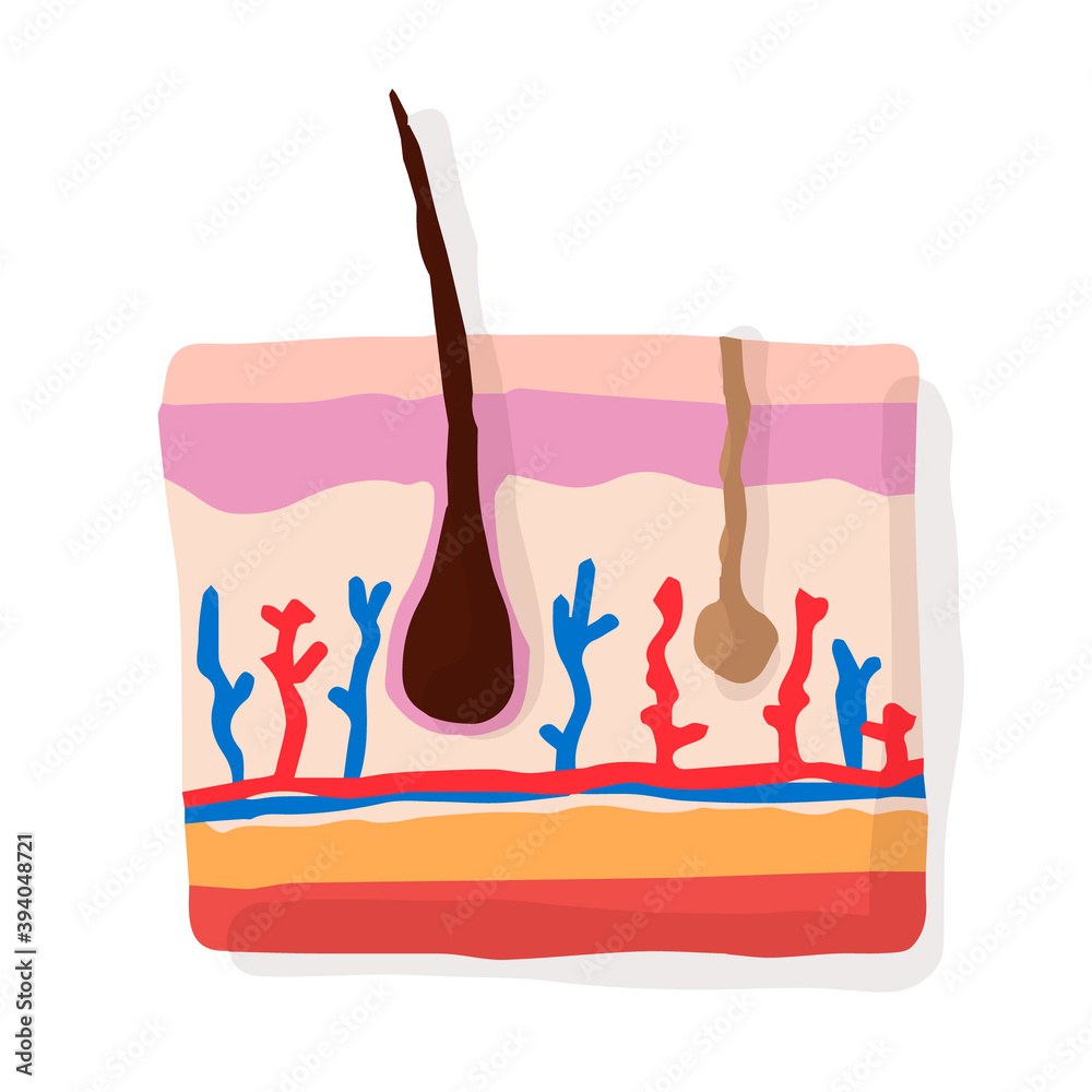 Skin anatomy; Hand drawn vector illustration like woodblock print Stock ...