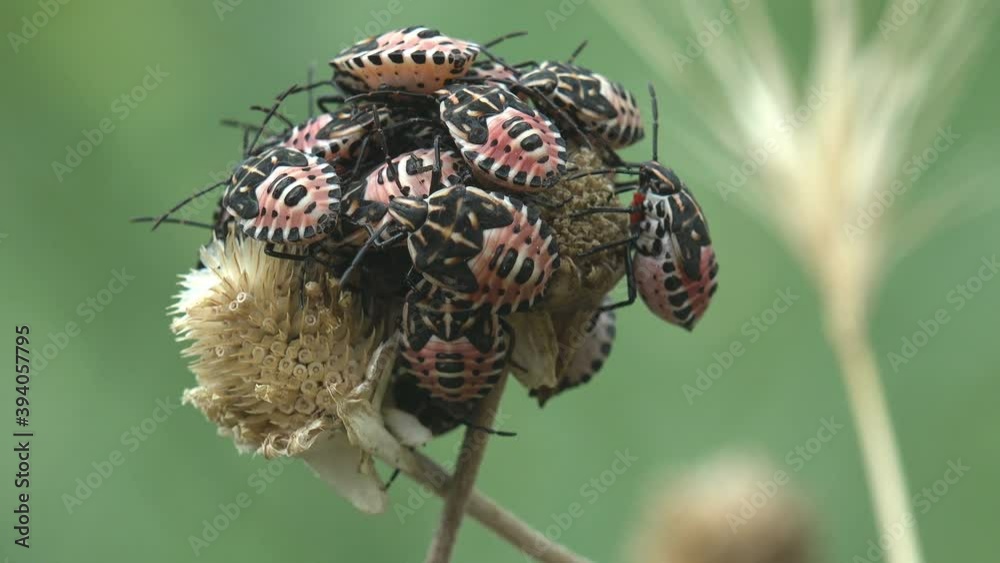 Colony Instars Brown marmorated stink bug, Halyomorpha halys, after ...
