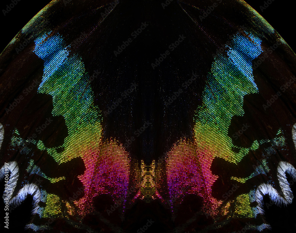 colorful wing of a tropical butterfly close-up. abstract pattern ...