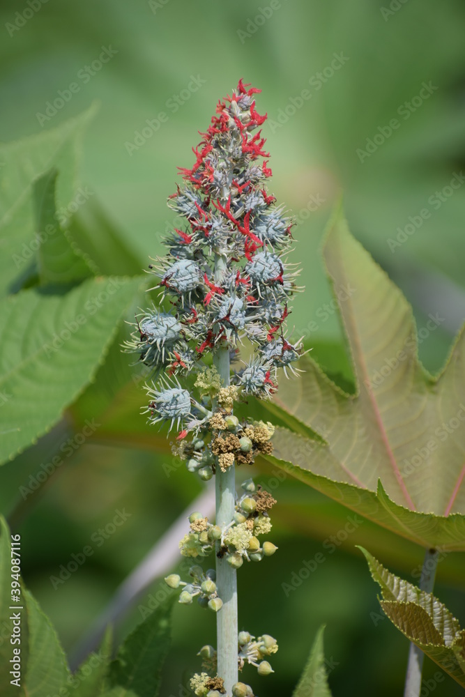 The Castor Bean plant is native to Africa and Asia, but this species is ...