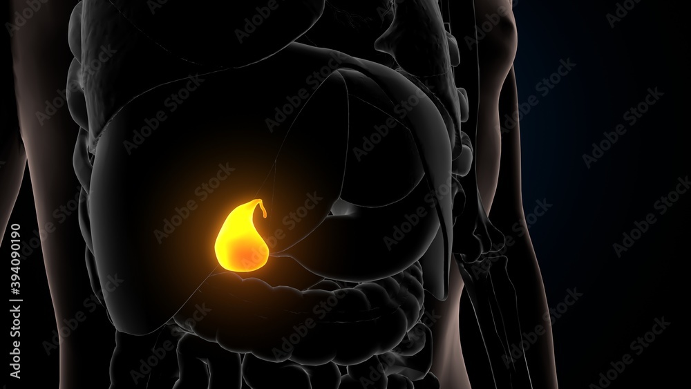 3d illustration of human internal organ gallbladder anatomy Stock ...
