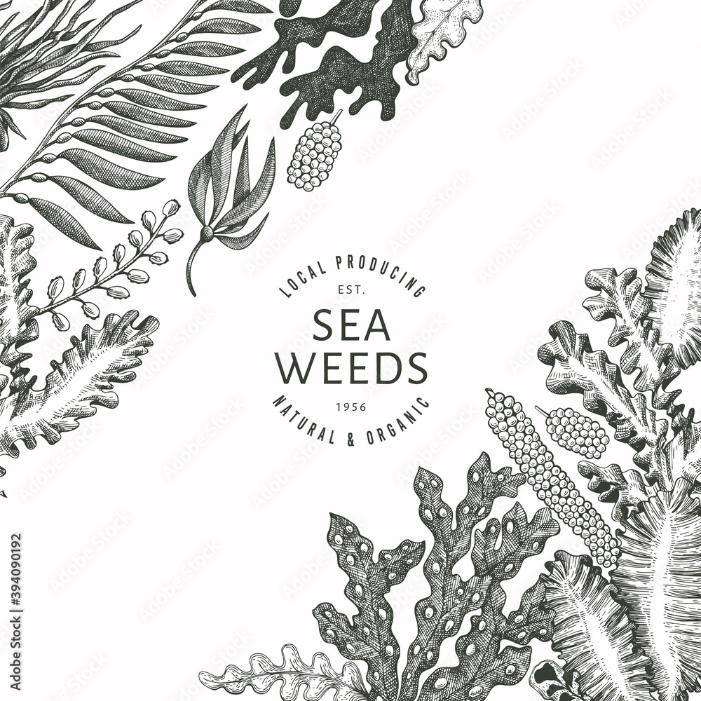 Seaweed design template. Hand drawn vector seaweeds illustration ...