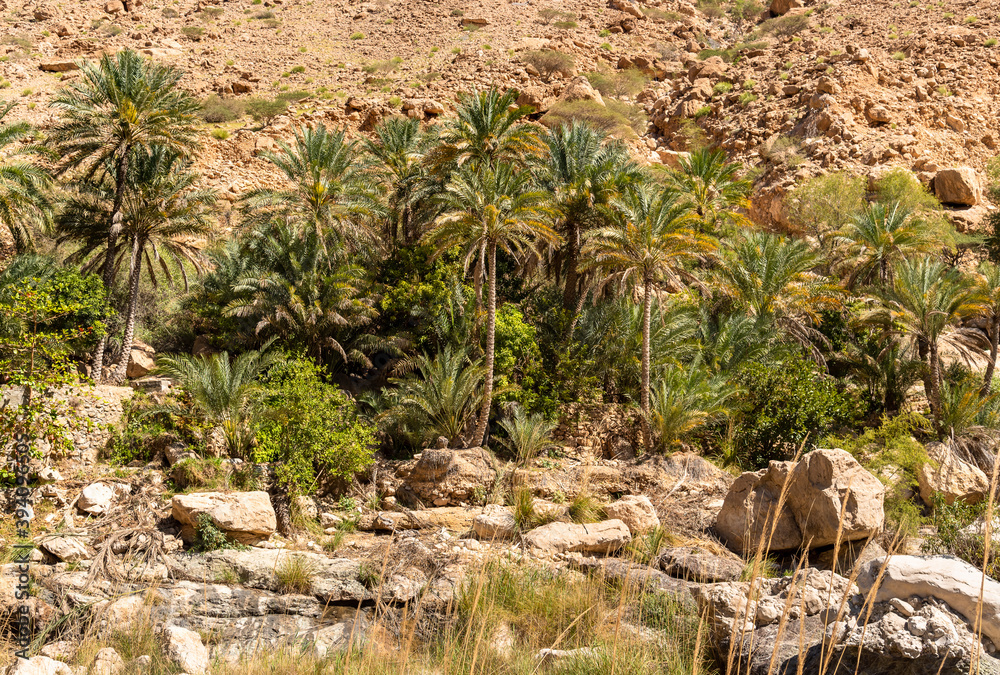 Landscape of Wadi Tiwi oasis with mountains and palm trees in Sultanate ...