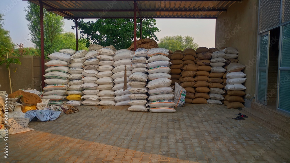 Grain storage view, holding grain sack in rural Anaj Mandi or Grain ...