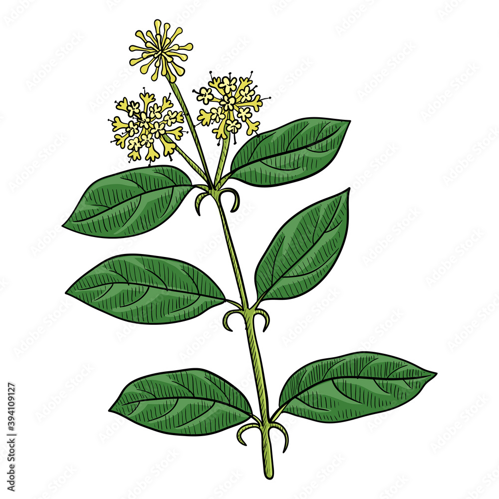 vector drawing cat's claw Stock Vector | Adobe Stock