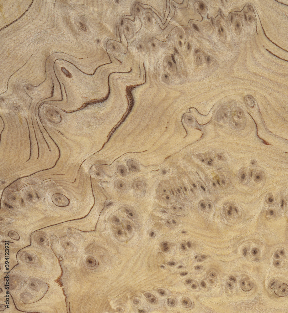 Macro photo of wood cross section Wood grain texture background Stock ...