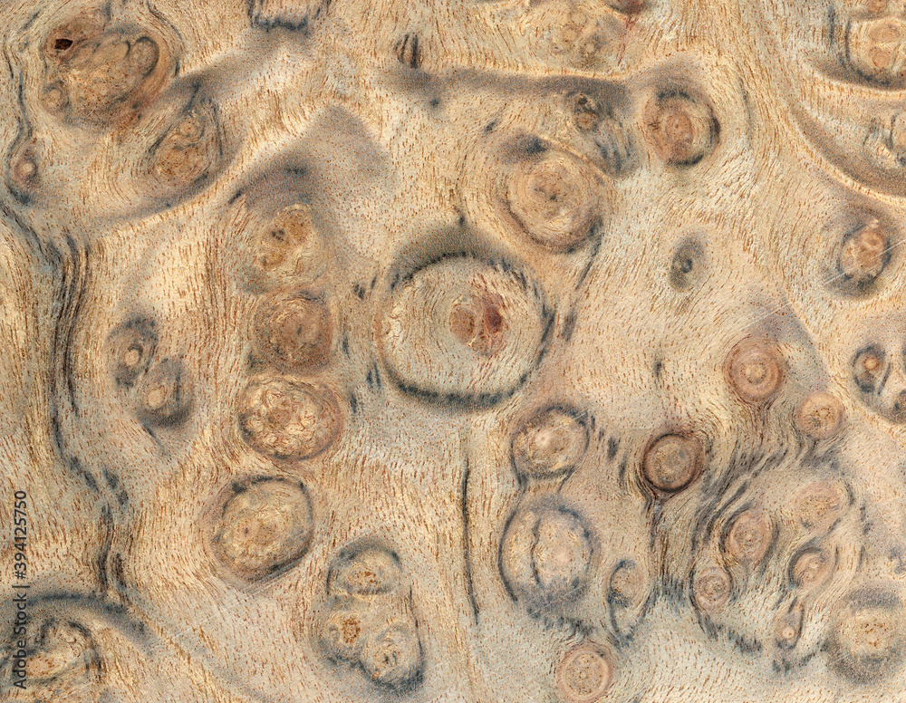 Macro photo of wood cross section Wood grain texture background Stock ...