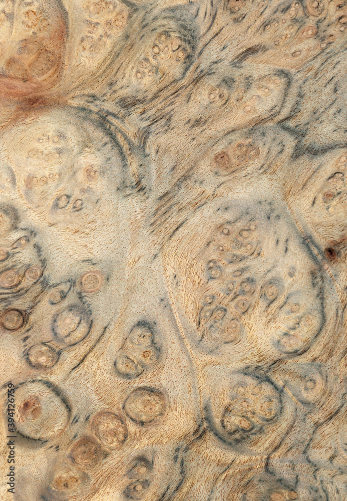 Macro photo of wood cross section Wood grain texture background Stock ...