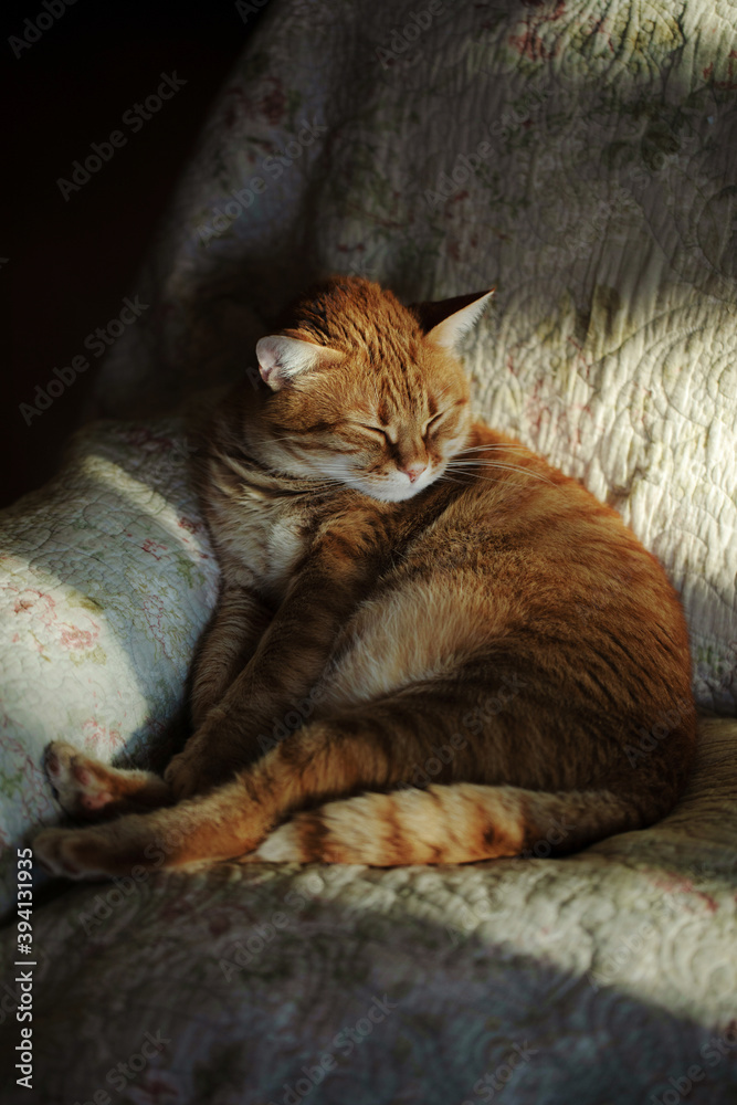 Handsome cat napping and bathing in sunshine while lying on sofa Stock ...