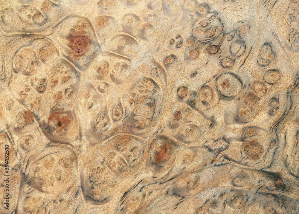 Macro photo of wood cross section Wood grain texture background Stock ...