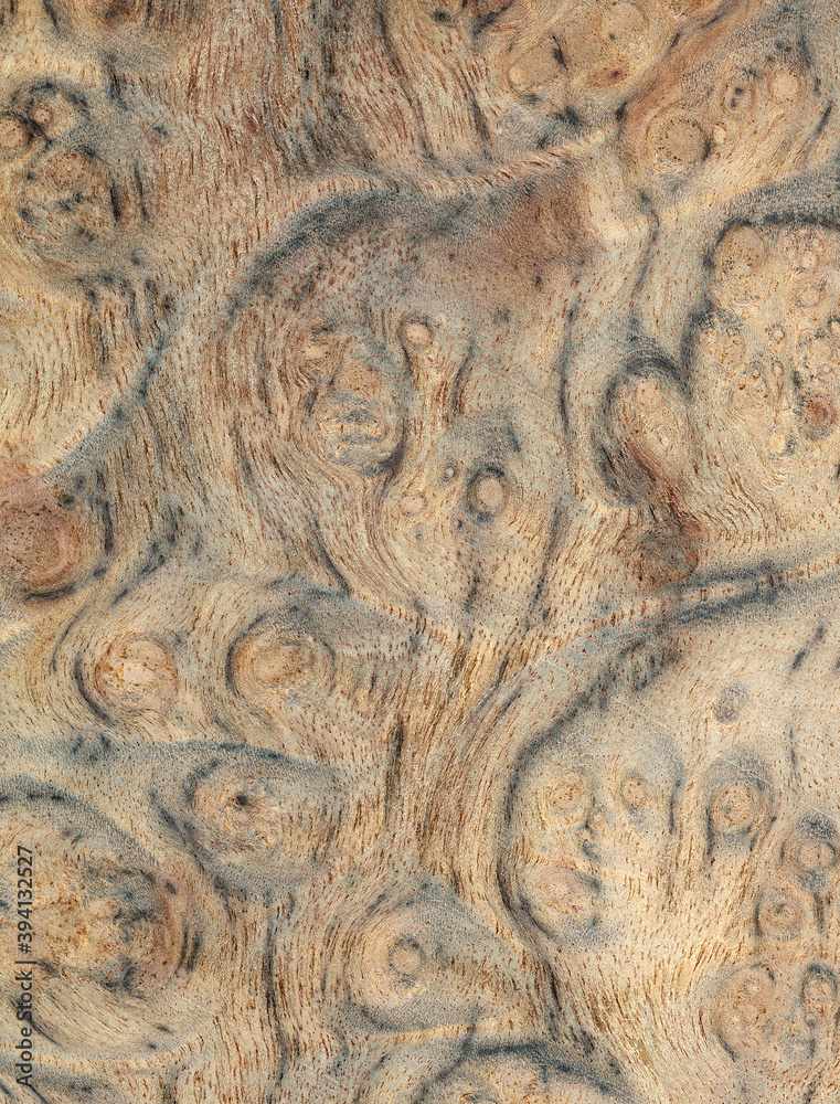 Macro photo of wood cross section Wood grain texture background Stock ...