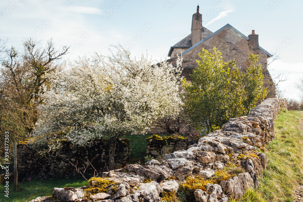 un vieux mur en pierres sèches, un arbre en fleur et une vieille maison ...