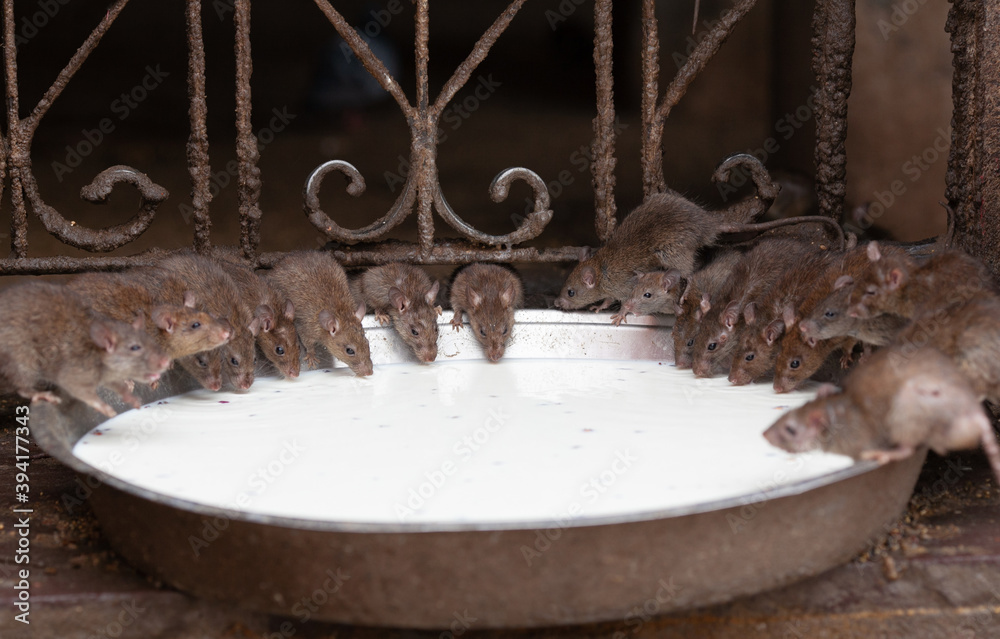 Holy rats drinking milk in the famous Indian Karni Mata temple ...
