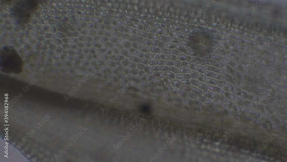 Microscopy of fresh lush green (moss leaf). Magnification 600x with ...
