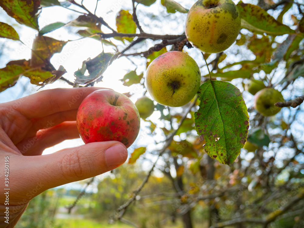 Hand takes an apple from the tree. Harvest in organic farming. Apple ...