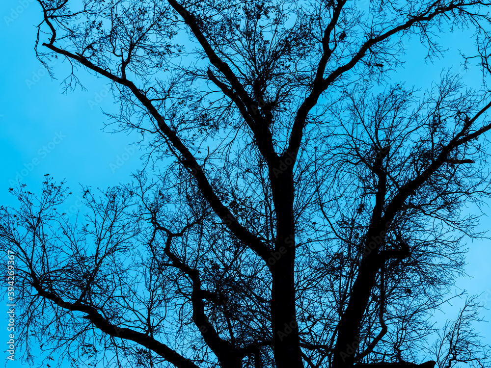 Dark Tree Branch 190 Stock Photo | Adobe Stock