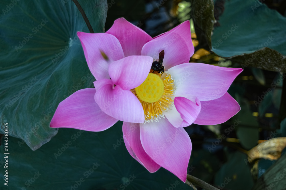 Colorful close up image of a beautiful lotus plant with a bee sitting ...