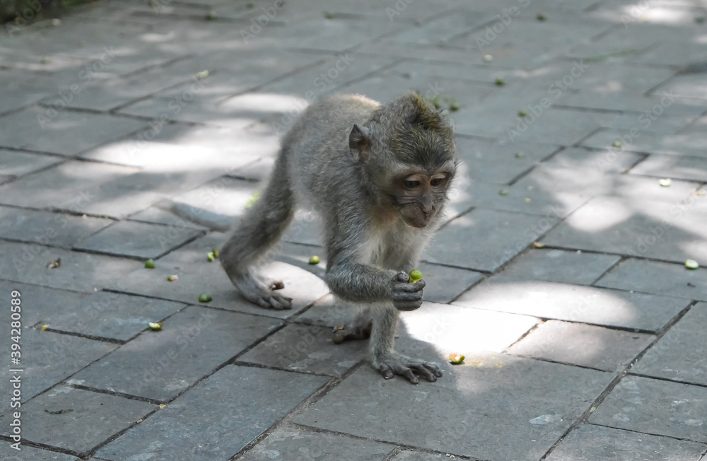 Beautiful portrait of a walking balinese long-tailed monkey at the ...