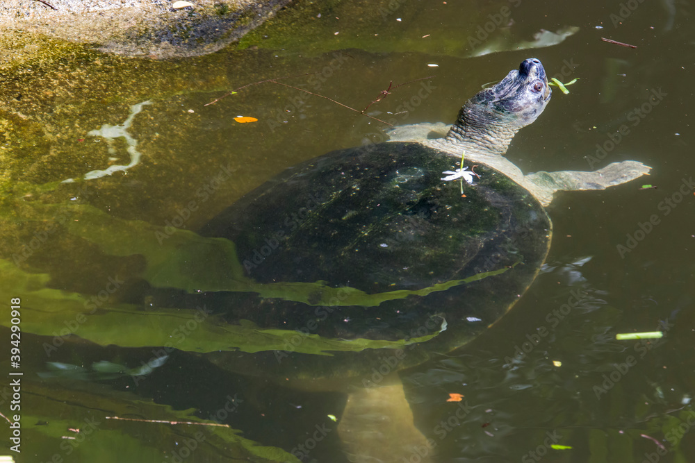 The Burmese roofed turtle (Batagur trivittata) is one of six species of ...
