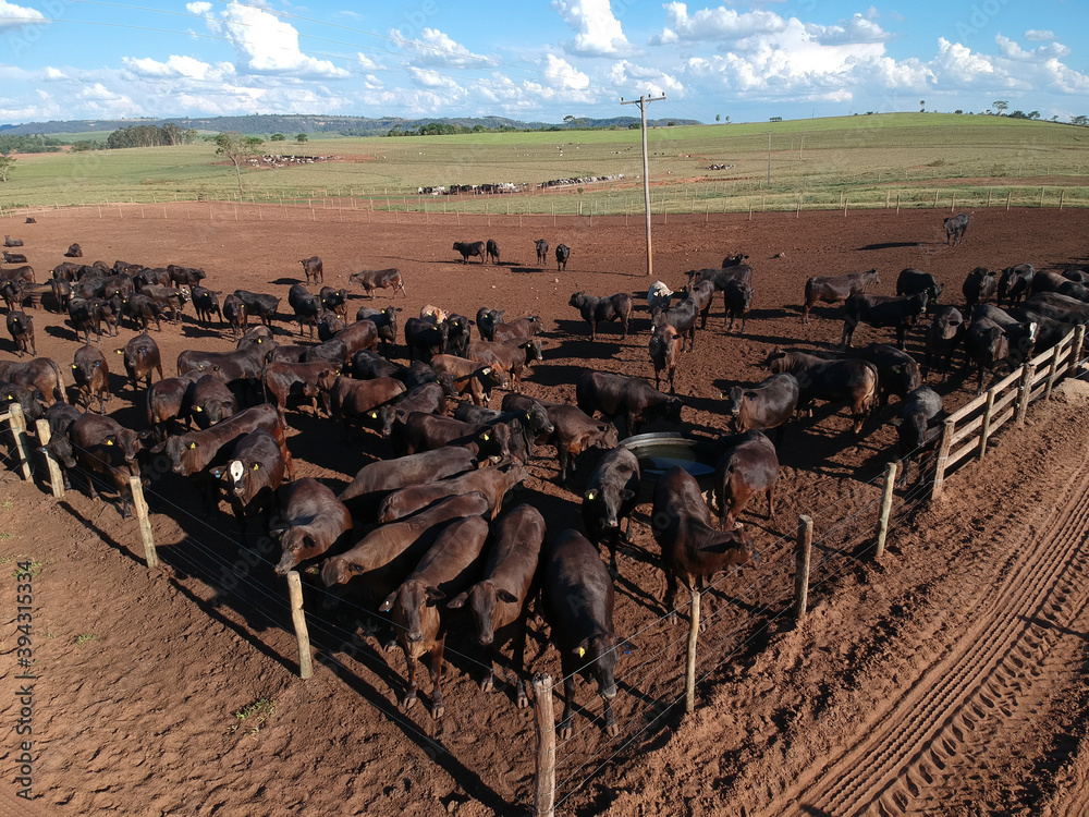 Foto de Aerial view of angus cattle on confinement in Brazil do Stock ...