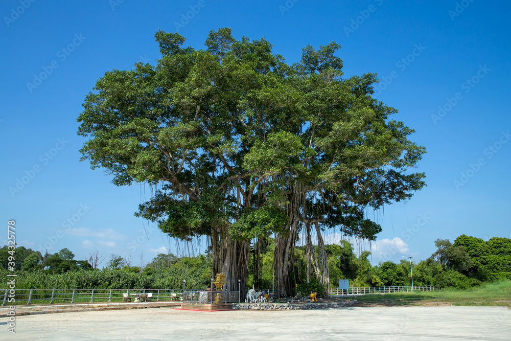 Nakhon Nayok, THAILAND - November 3, 2020: Big banyan tree in San Chao ...