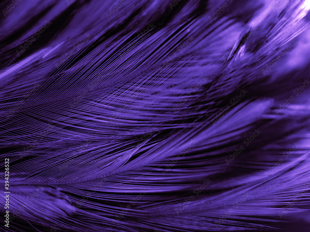 Beautiful abstract purple feathers on dark background, blue feather ...