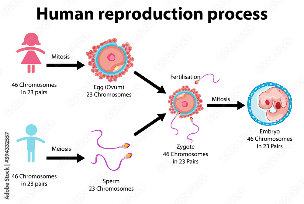 Reproduction Process of Human infographic Stock Vector | Adobe Stock