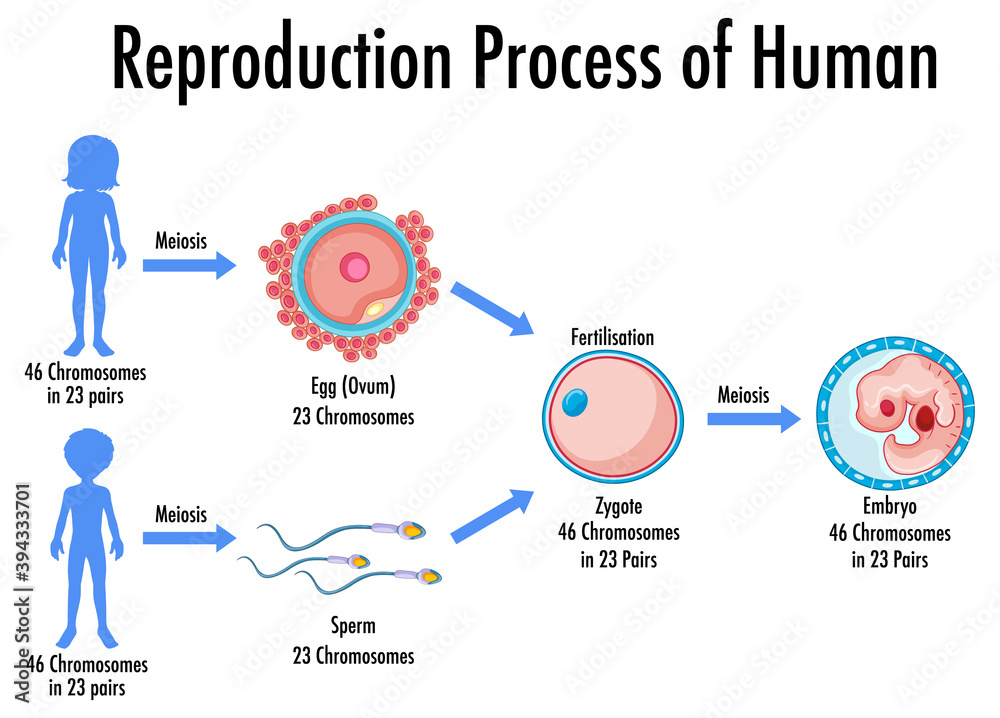 Reproduction Process of Human infographic Stock Vector | Adobe Stock