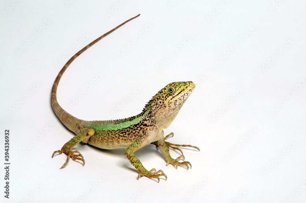 Chinesische Bergagame (Diploderma splendidum, Japalura splendida ...