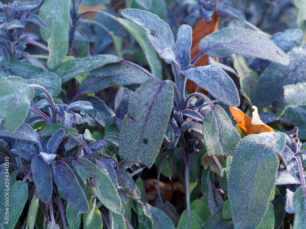 Stockfoto med beskrivningen Salvia officinalis 'Purpurascens' ou sauge ...