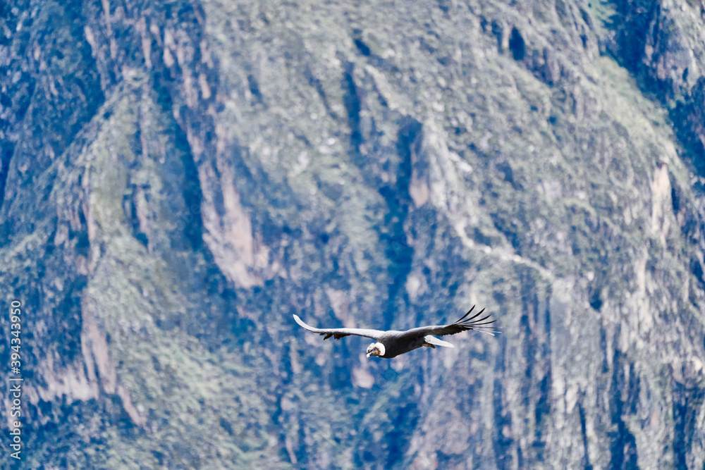 Andean condor, Vultur gryphus, soaring over the Colca Canyon in the ...