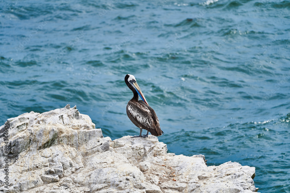Bird colony in Paracas national park at the Pacific Ocean coast line of ...