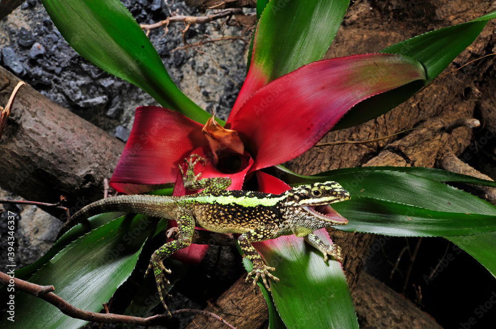 Chinesische Bergagame im Terrarium (Diploderma splendidum, Japalura ...