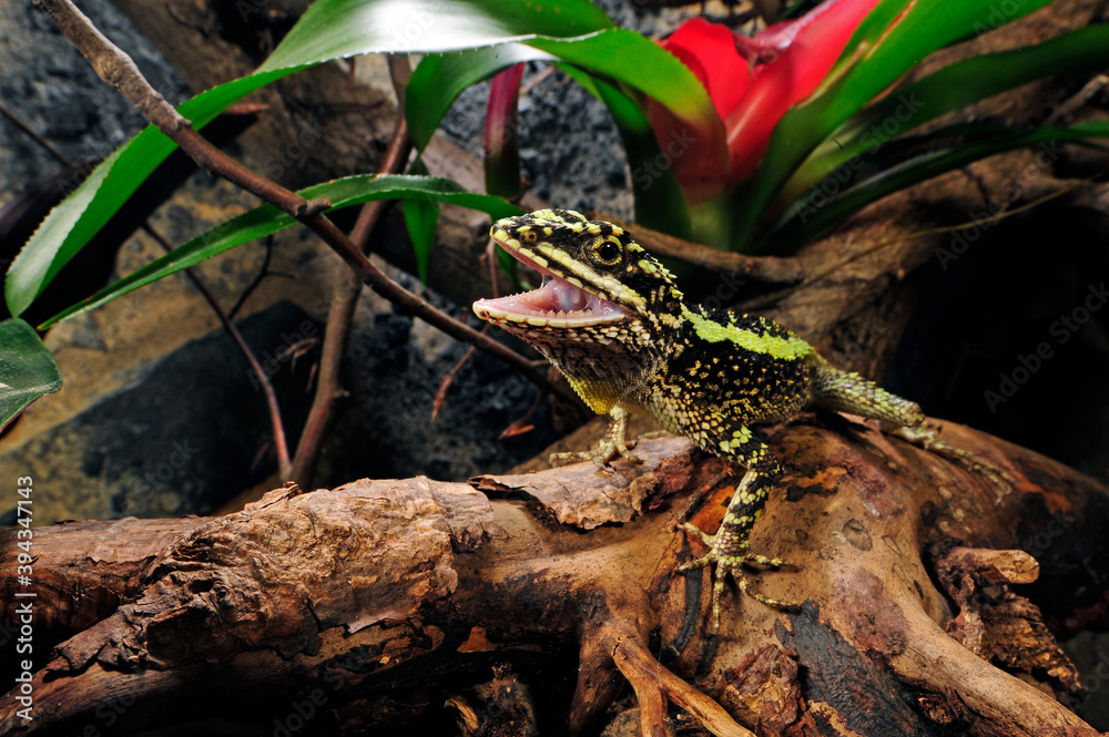 Japalura tree dragon in a terrarium // Chinesische Bergagame im ...