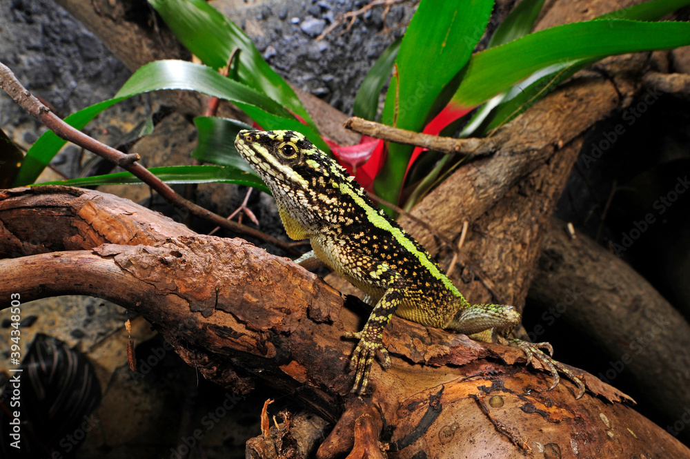 Chinesische Bergagame im Terrarium (Diploderma splendidum, Japalura ...