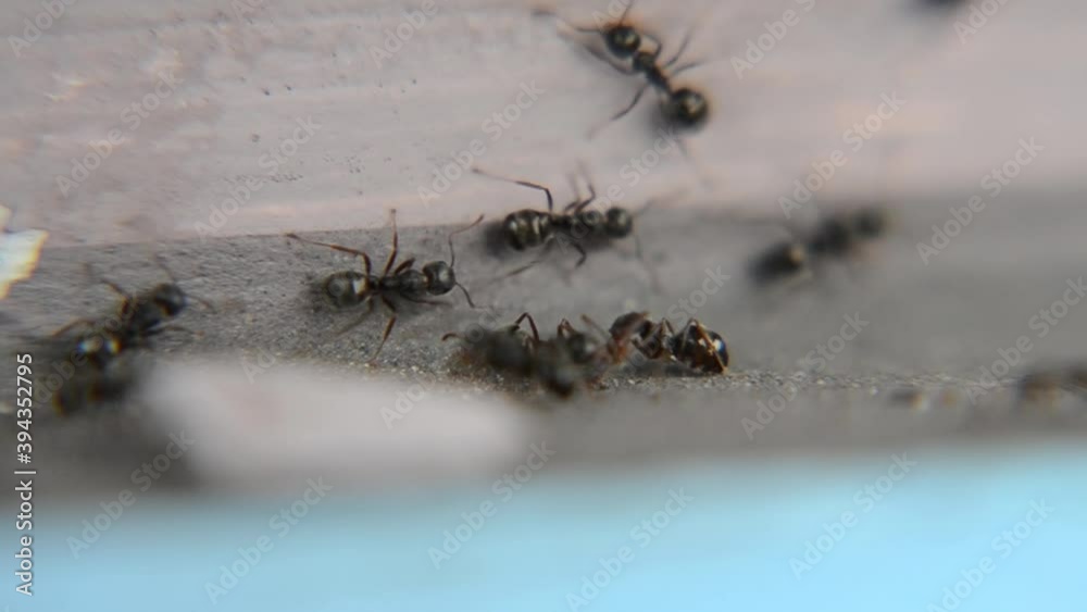 Black garden ant activity. Also known as the common black ant. These ...